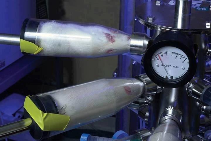 Why Animal Free FAQ - AFSA